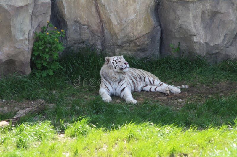 142 Tiger Sniffing Stock Photos - Free & Royalty-Free Stock Photos from ...