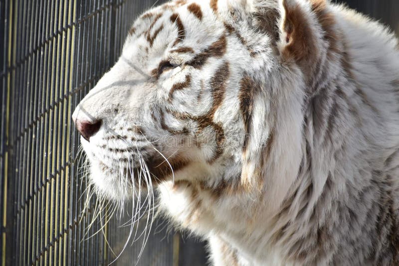 White Tiger Spotlight stock image. Image of snout, potlight - 235591359