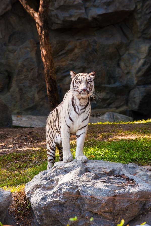 Tiger Stand Sideways and Looks before Himself Forward Stock Photo ...