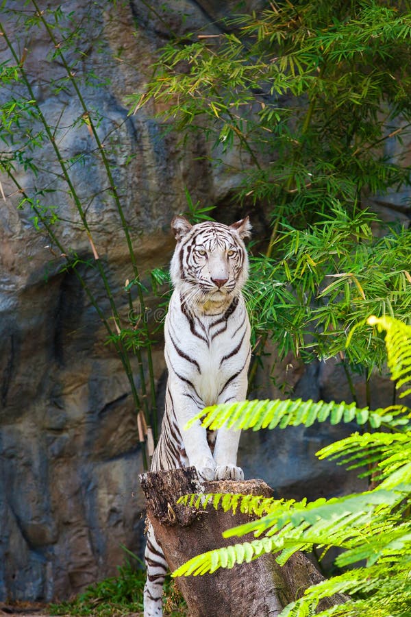A Tiger Stand Along with Flowers Stock Photo - Image of tiger, green ...