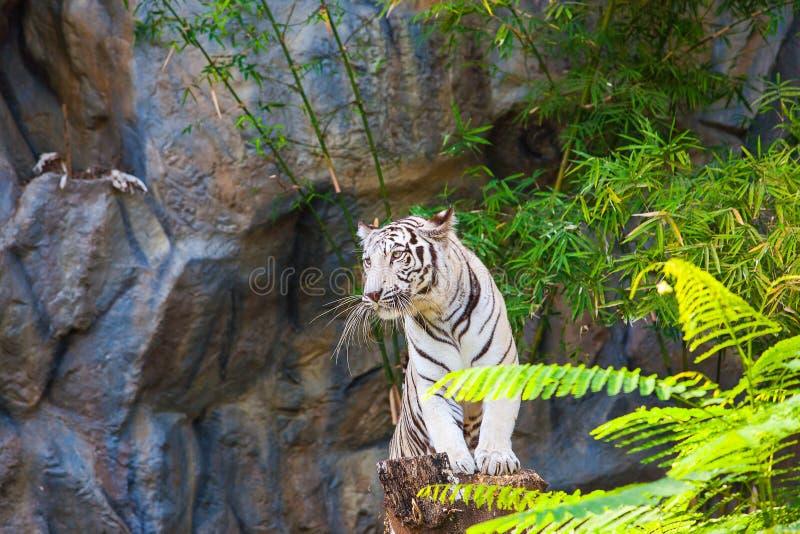 Tiger Stand Sideways and Looks before Himself Forward Stock Photo ...