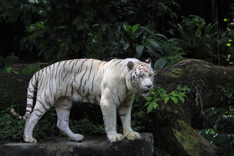 Rooster stock image. Image of farming, green, poultry - 24472315