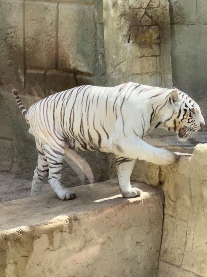 White Tiger Standing on a Stone Step with Raised Paws Stock Photo ...