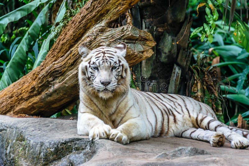White tiger stock image. Image of feline, animal, white - 40884045