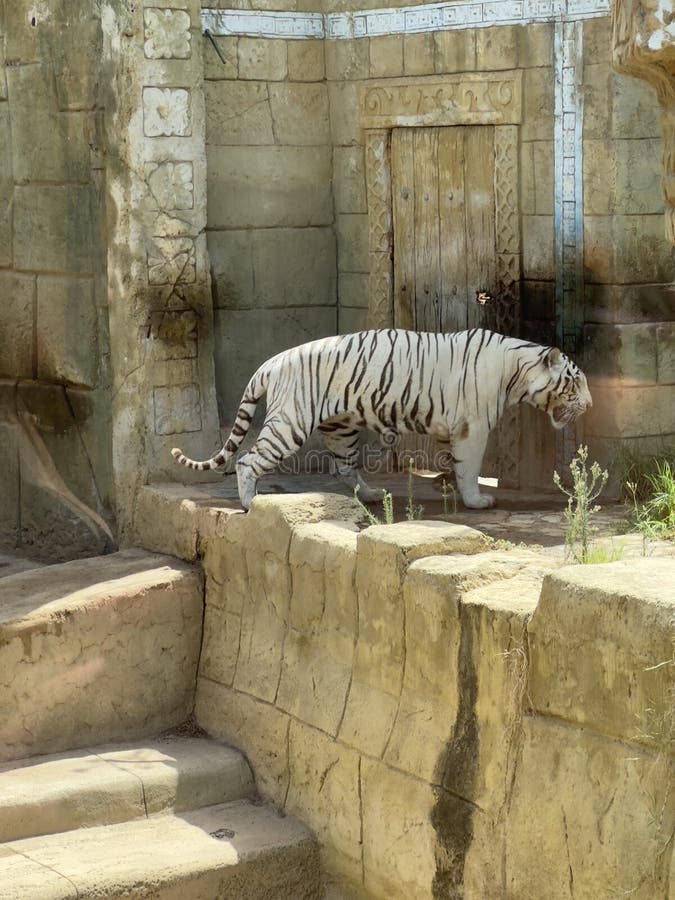 White Tiger Strolling on Zoo Steps Stock Image - Image of white ...