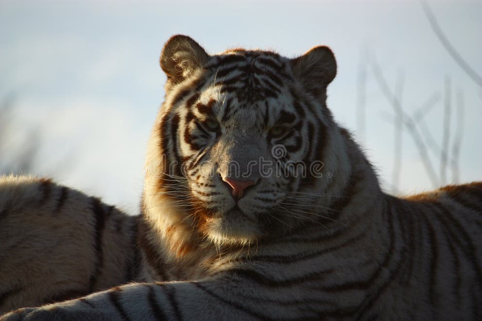White tiger at sunset stock image. Image of full, indian - 10655063