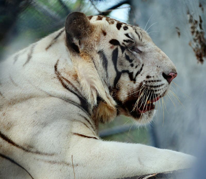 White tiger stock image. Image of restaurant, beach, rest - 87564849