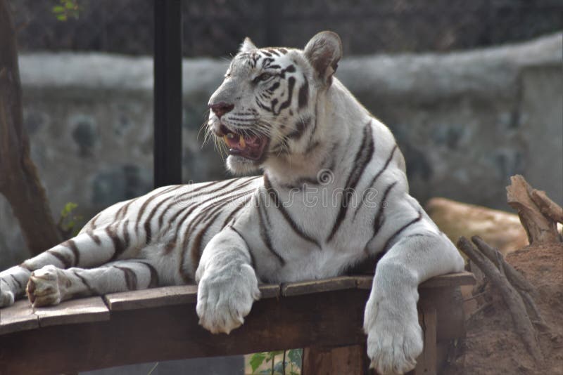 White tiger stock image. Image of bench, tiger, wildlife - 109715423