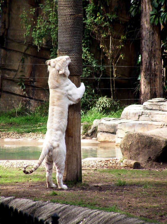 White Tiger and a tree stock image. Image of fauna, mammal - 10636987