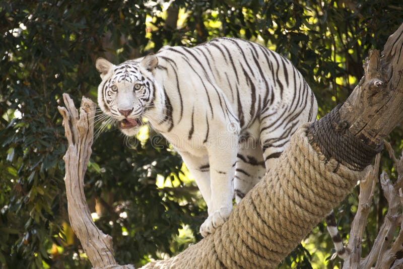 Tiger in tree stock image. Image of beautiful, body, nature - 2039427