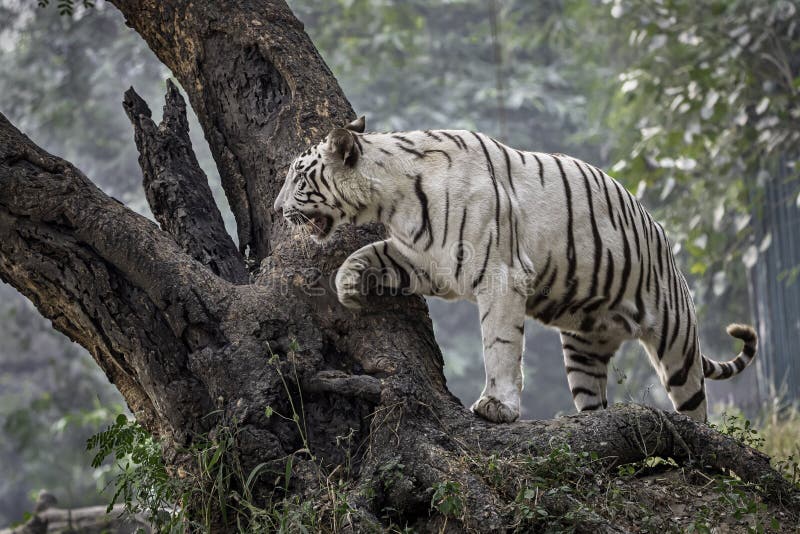 White Tiger on a Tree Trunk. Stock Photo - Image of striped, look ...