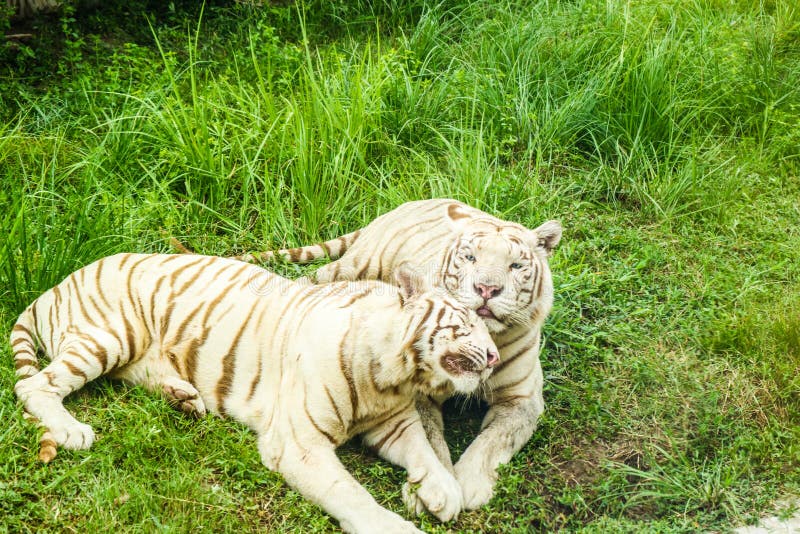 White tiger stock image. Image of thick, lying, white - 77695037