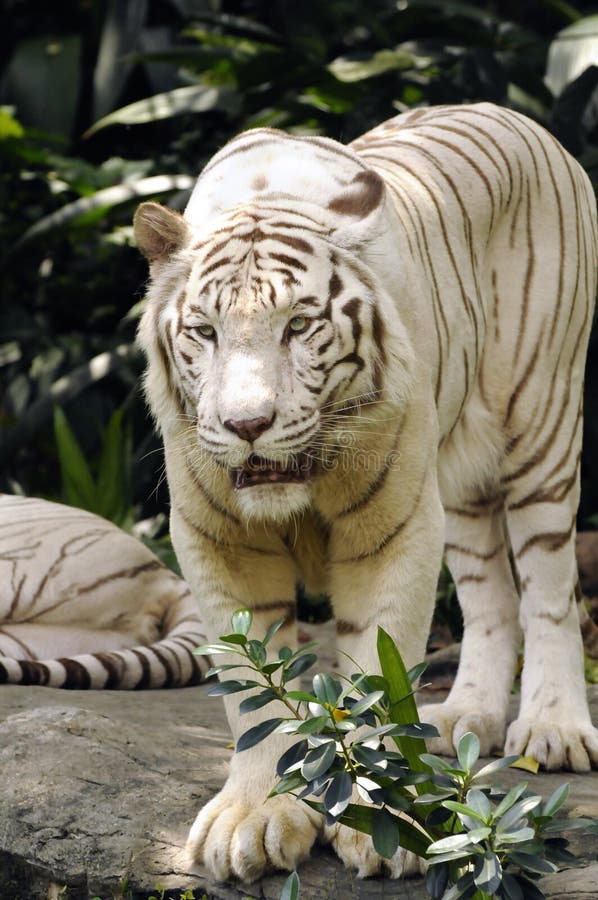 White tiger vertical stock image. Image of habitat, singapore - 13683897