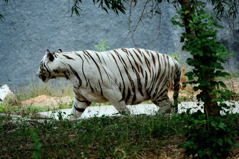 White tiger stock image. Image of railway, rest, museum - 87565723