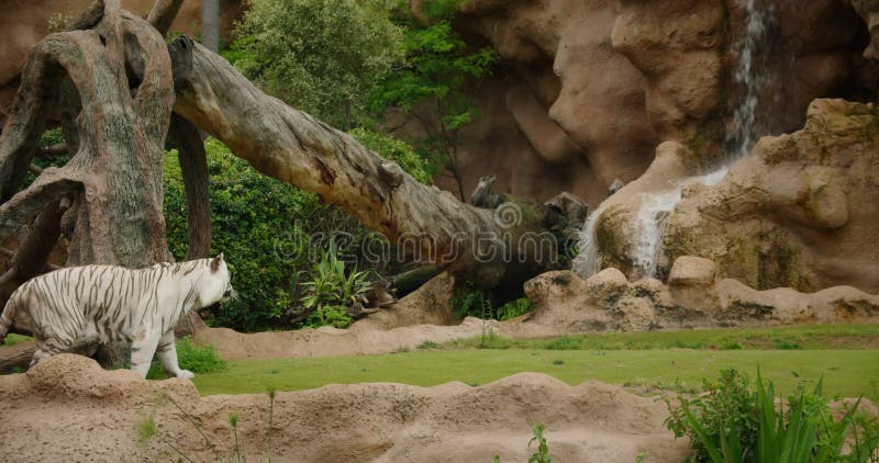 White Tiger Walking Along a Green Habitat with a Waterfall Stock Video ...