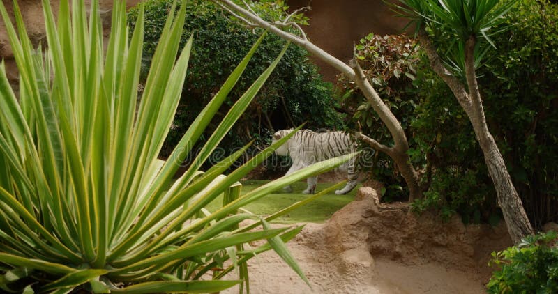 White Tiger Walking Along a Green Vegetation in Tropical Forest Stock ...