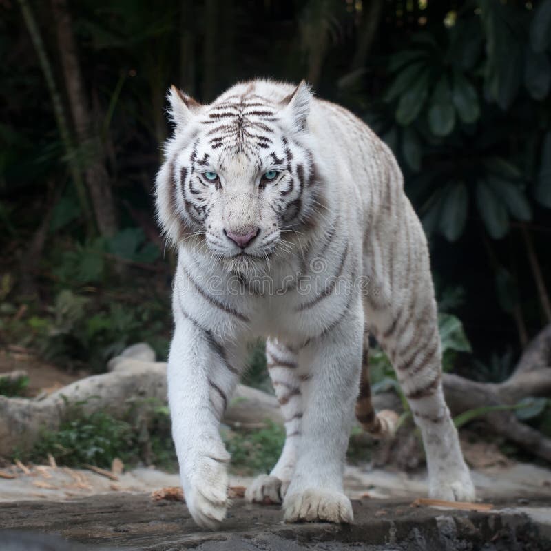White Tiger Walking Forward
