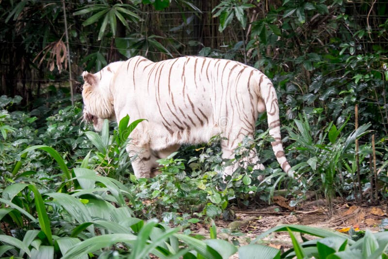 203 Tiger Facing Camera Stock Photos - Free & Royalty-Free Stock Photos ...