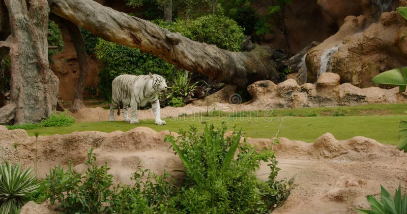 White Tiger Walks through a Naturalistic Enclosure with Lush Greenery ...
