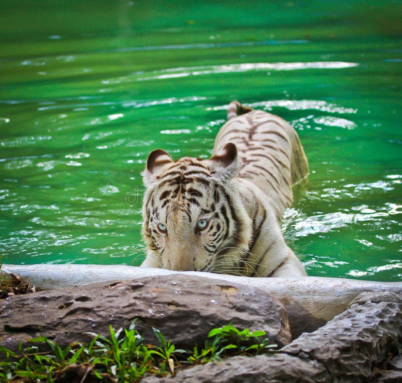White tiger in the water stock photo. Image of dark, catch - 38303930