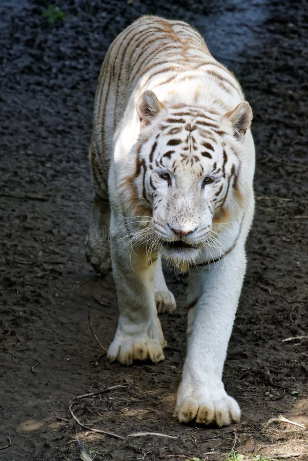 The white tiger stock photo. Image of pigmentation, conservation ...