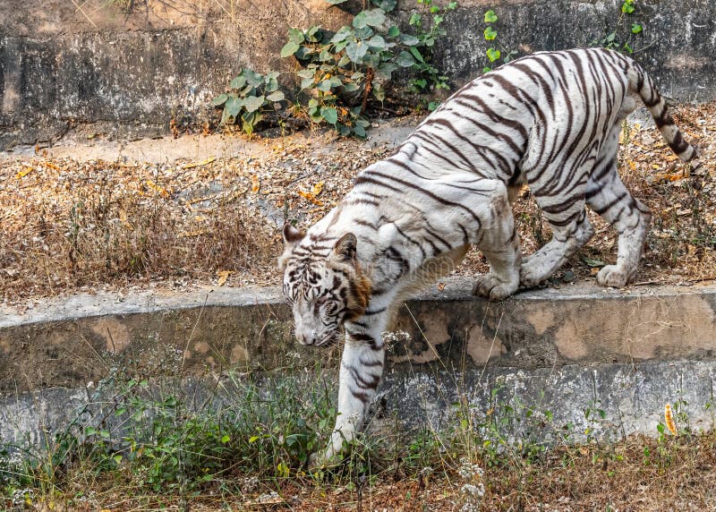 A White Tiger stock photo. Image of tropical, white - 267693988 A White Tiger stock photo. Image of tropical, white - 267693988