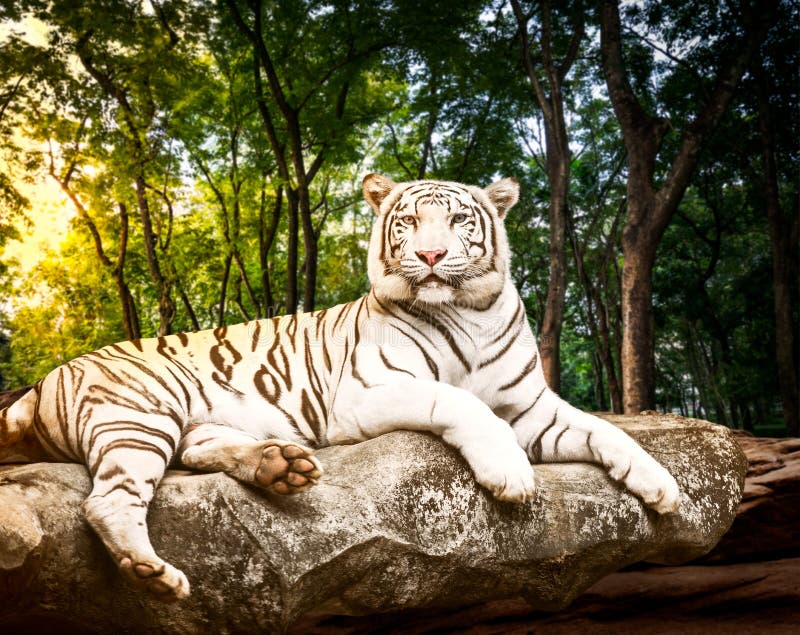 White tiger stock image. Image of bengal, forest, gaze - 63231221