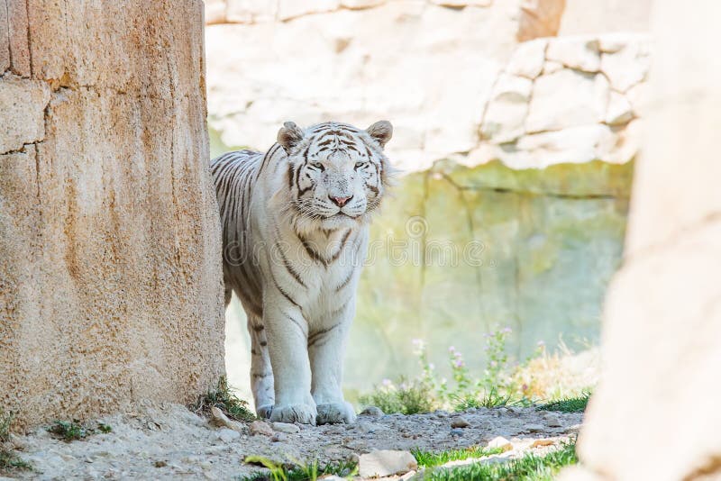 Tiger in Benidorm stock image. Image of benidorm, beautiful - 80505315