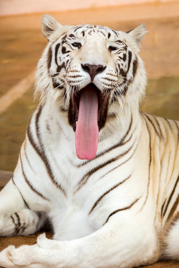 White Tiger at the zoo stock image. Image of beast, arizona - 77007743