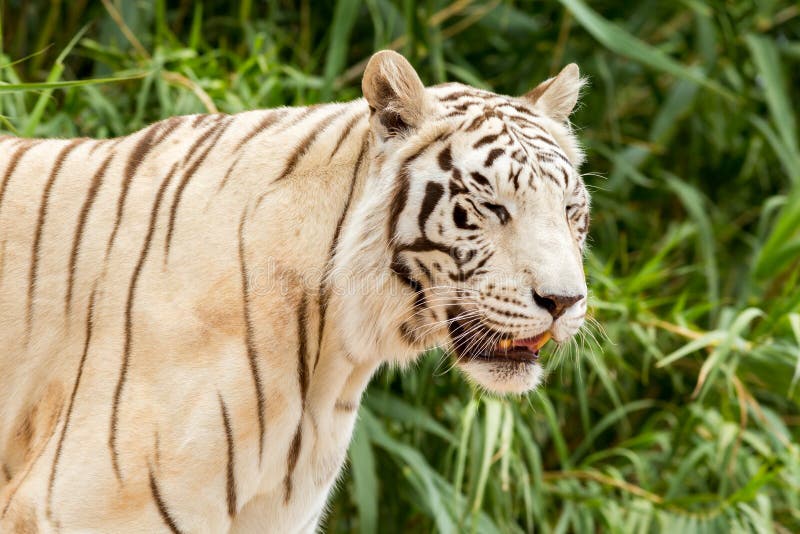 White Tiger at the zoo stock image. Image of arizona - 77007851