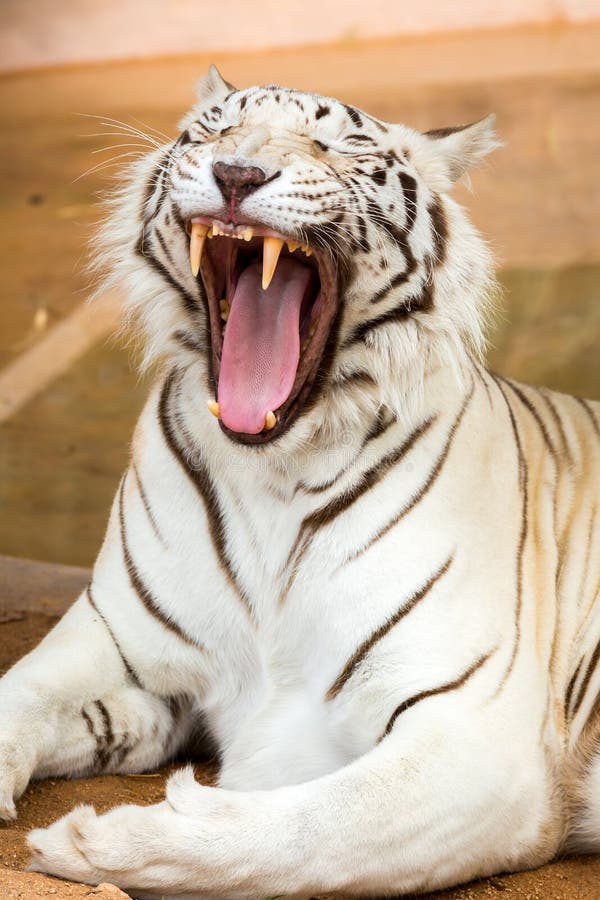 White Tiger at the zoo stock image. Image of tiger, arizona - 77008003