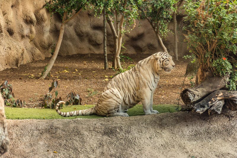 White Tiger in a Zoo in Good Animal Welfare in a Zoo. White Tiger in a ...