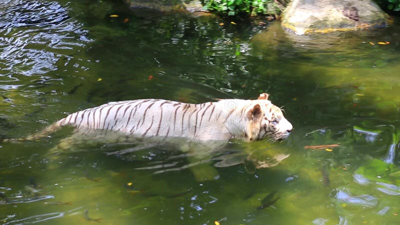 3D White Tiger Big Roar on the Chroma Key with Side View. 4k Animation ...