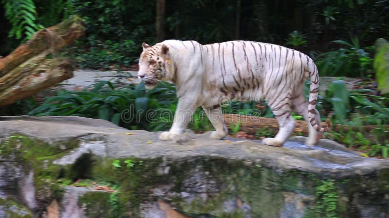 3D White Tiger Big Roar on the Chroma Key with Side View. 4k Animation ...