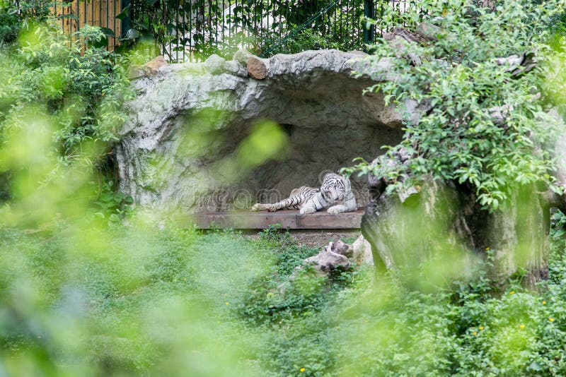 White tiger in the zoo stock image. Image of animal, cave - 74754365