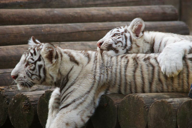 White tigers stock image. Image of safari, black, beauty - 7342181