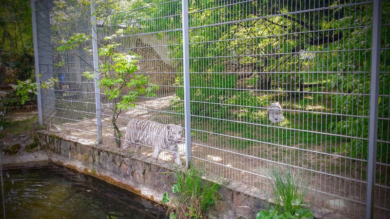White tigers in a cage stock photo. Image of mammal, cage - 78323774