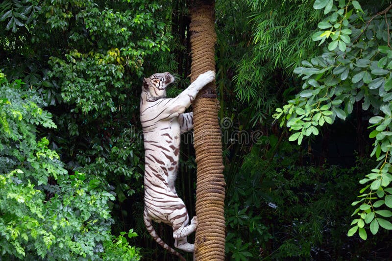 White tigers are climbing. stock photo. Image of stripes - 272505970