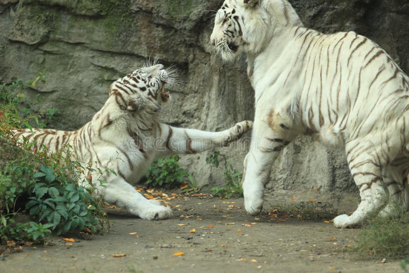 White tigers stock photo. Image of adult, playful, juvenile - 37663524