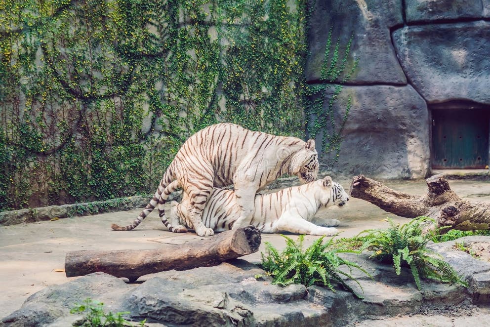 White Tigers Mate in the Vietnamese Zoo Stock Photo - Image of cats ...