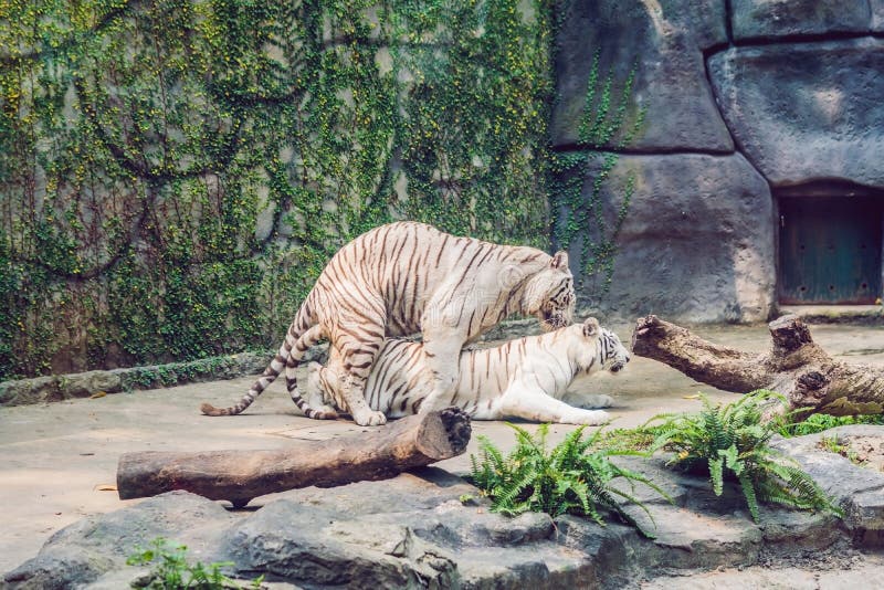 White Tigers Mate in the Vietnamese Zoo Stock Photo - Image of ...