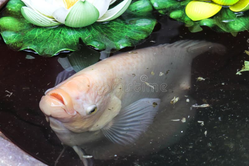 White Tilapia Fish in a Little Pond. Stock Photo - Image of aquatic ...