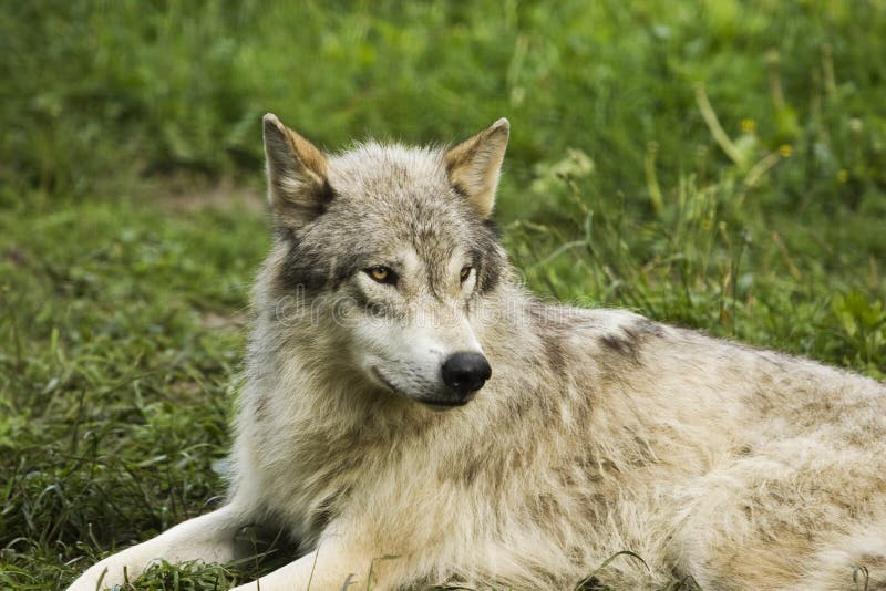 White Timber wolf stock image. Image of profile, mammal - 14437293