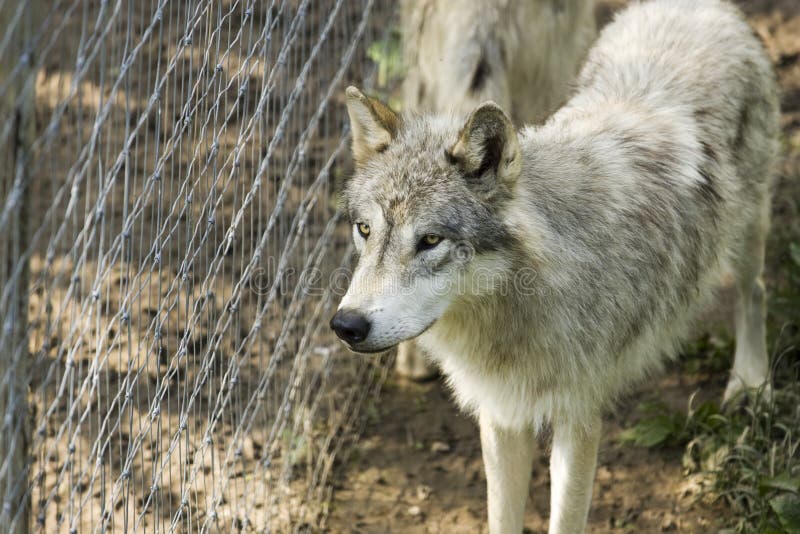 White Timber wolf stock image. Image of clan, lycaon - 14437373