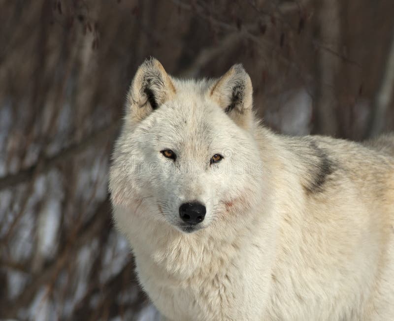 White timber wolf close up stock image. Image of wolf - 243712449