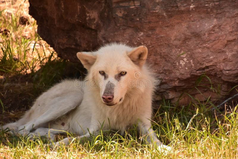 White Timber Wolf Looking Wary by a Rock Stock Image - Image of wild ...