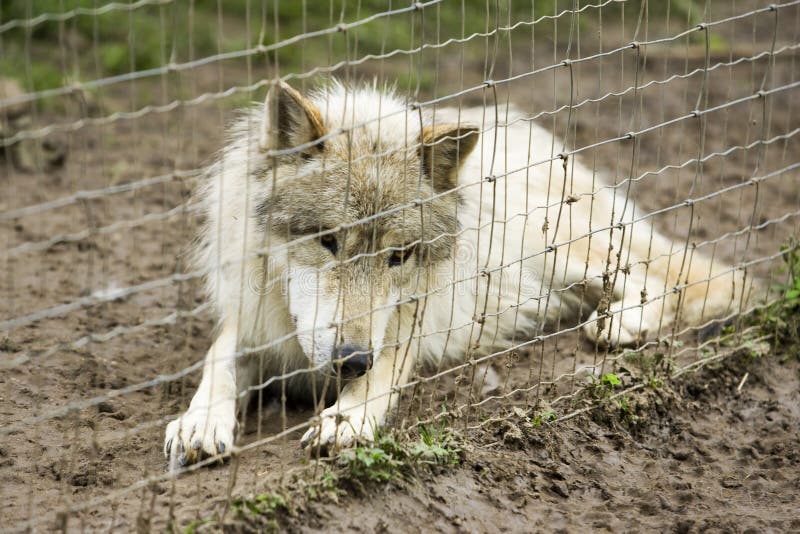 White Timber wolf lying stock photo. Image of lupus, team - 14437846