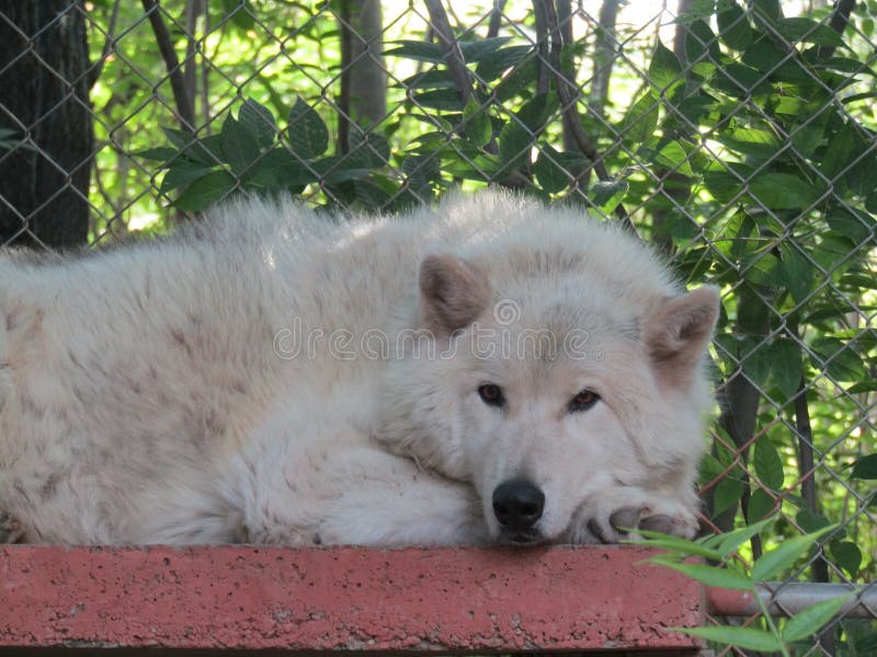 White timber wolf relaxing stock image. Image of relaxing - 190992645