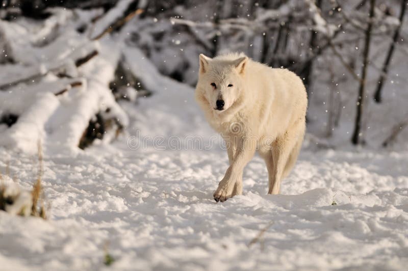 Arctic wolf puppy stock photo. Image of horrific, predator - 25453426