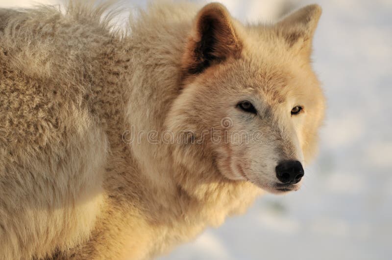 White timber wolf relaxing stock image. Image of relaxing - 190992645